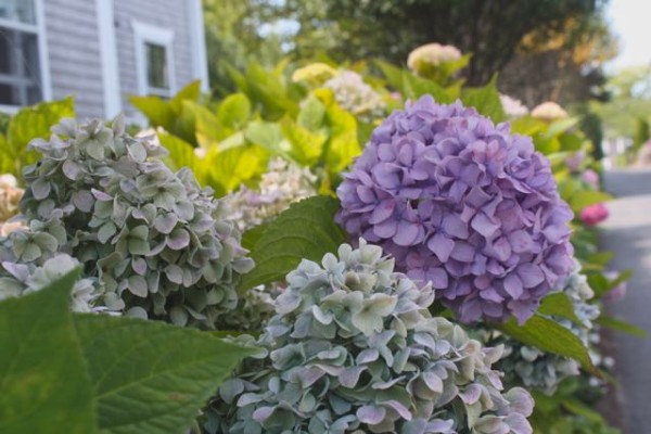 Seasonal allergies and GI inflammation | For A Digestive Peace of Mind ...