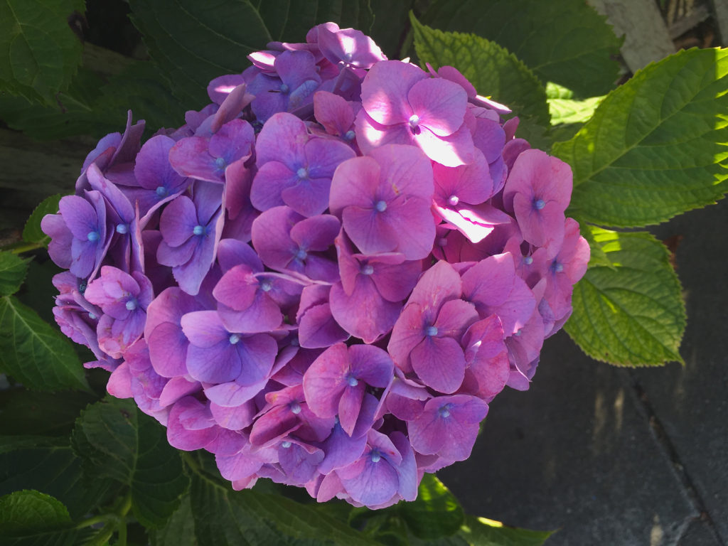 Support & Compassion for those with IBS (and Give-a-way!) | For A ...